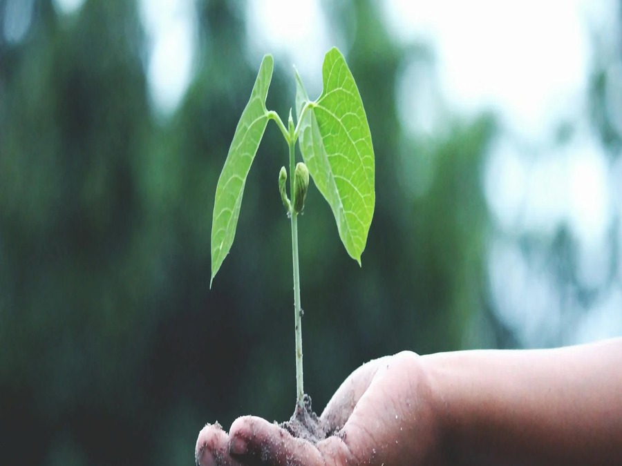 CG PAT Application Form 2025 Out: Apply Online Here